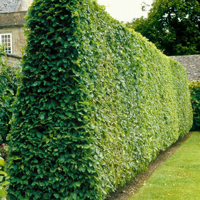 Hornbeam Hedging, 60-90 Bare Root