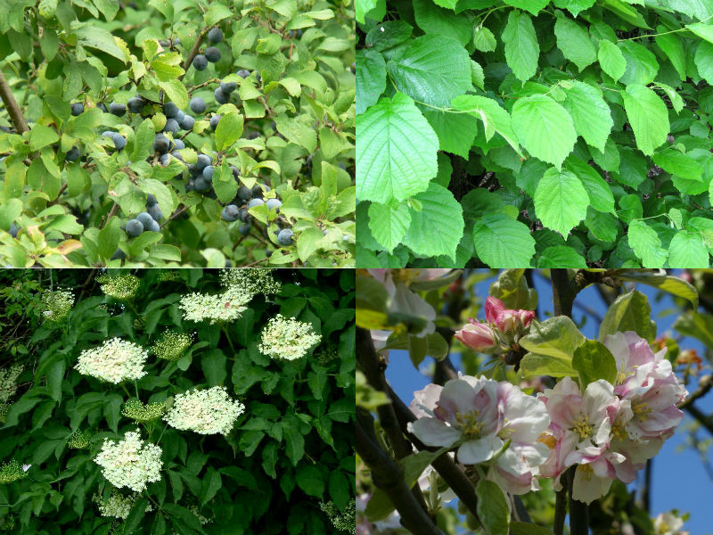 Mixed Hedging Packs Archives - Beardsworths Nurseries & Garden Centre