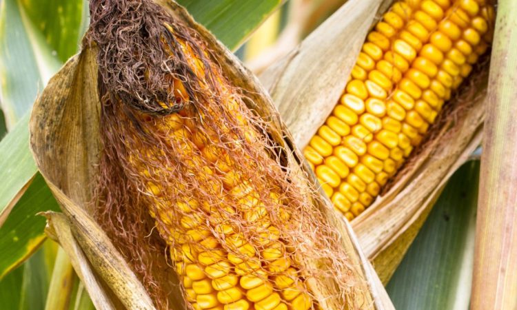 RB209 updated with new comprehensive advice on sulphur - Agriland.co.uk