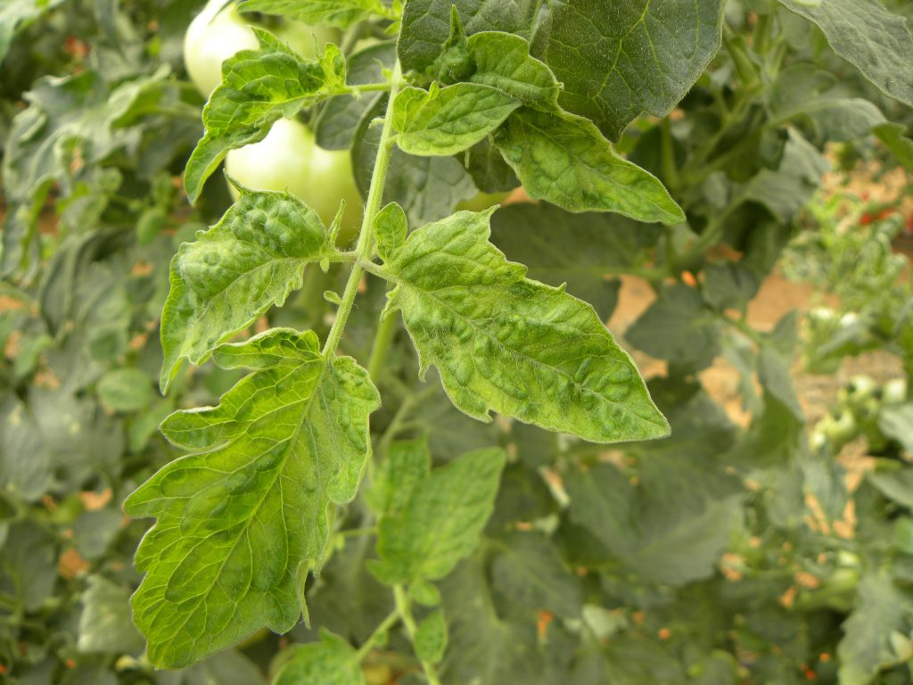 First UK outbreak of Tomato Brown Rugose Fruit Virus confirmed ...