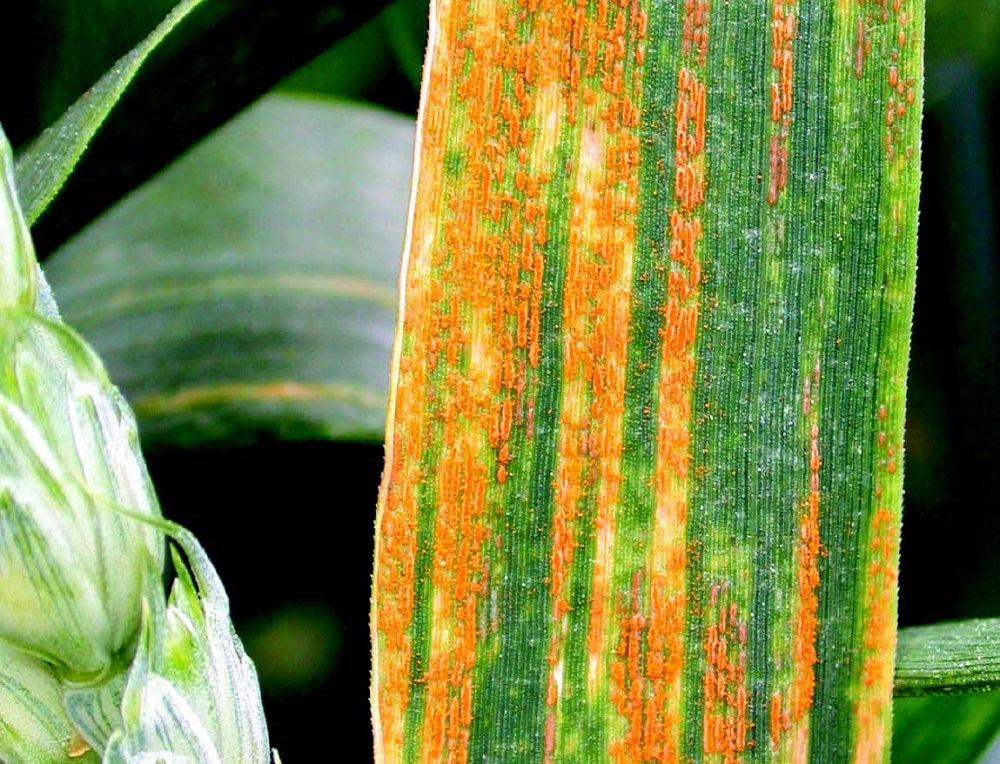 New pathotypes add further complexity to wheat rust population ...