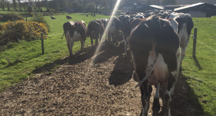 Can OAD milking improve the BCS of under-conditioned cows? - Agriland.co.uk