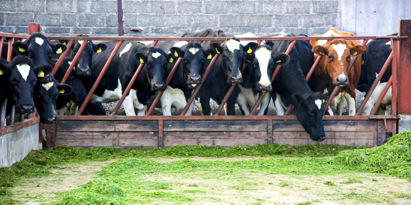 Time to start thinking about drying off autumn-calving cows - Agriland ...