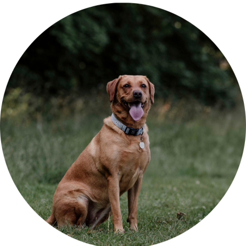 Natural Pet Treats | Buitelaar