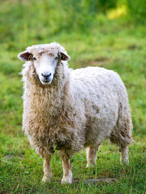 La persecución de la oveja salvaje - D&D 5ª Ed.