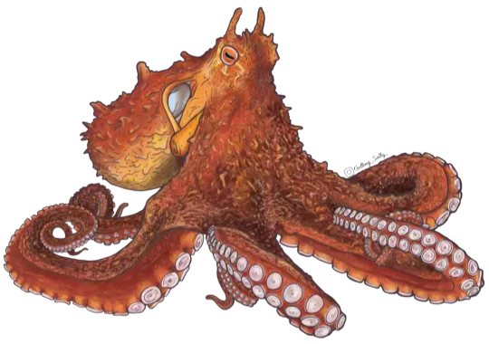 Forma salvaje: Pulpo gigante - D&D 5ª Ed.
