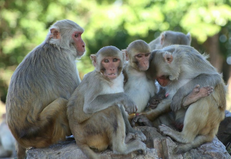Monkeys take over hospital in South Africa’s KwaZulu Natal ...