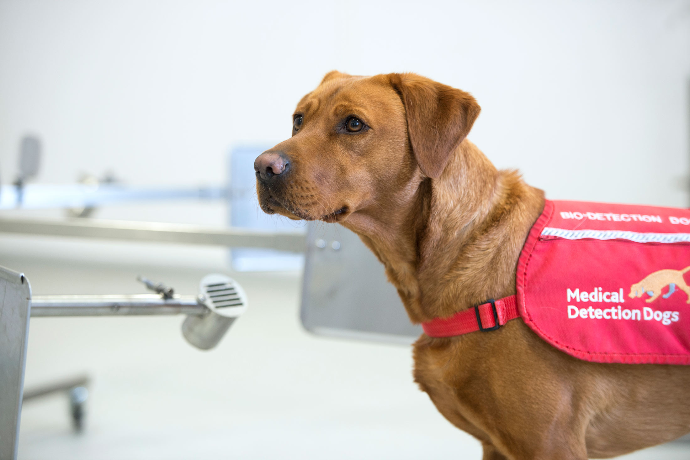 Sniffer Dogs Are 94 Accurate At Detecting Covid NewZimbabwe
