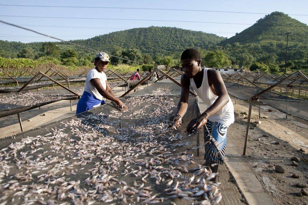 Overfishing depletes the Zambezi - NewZimbabwe.com