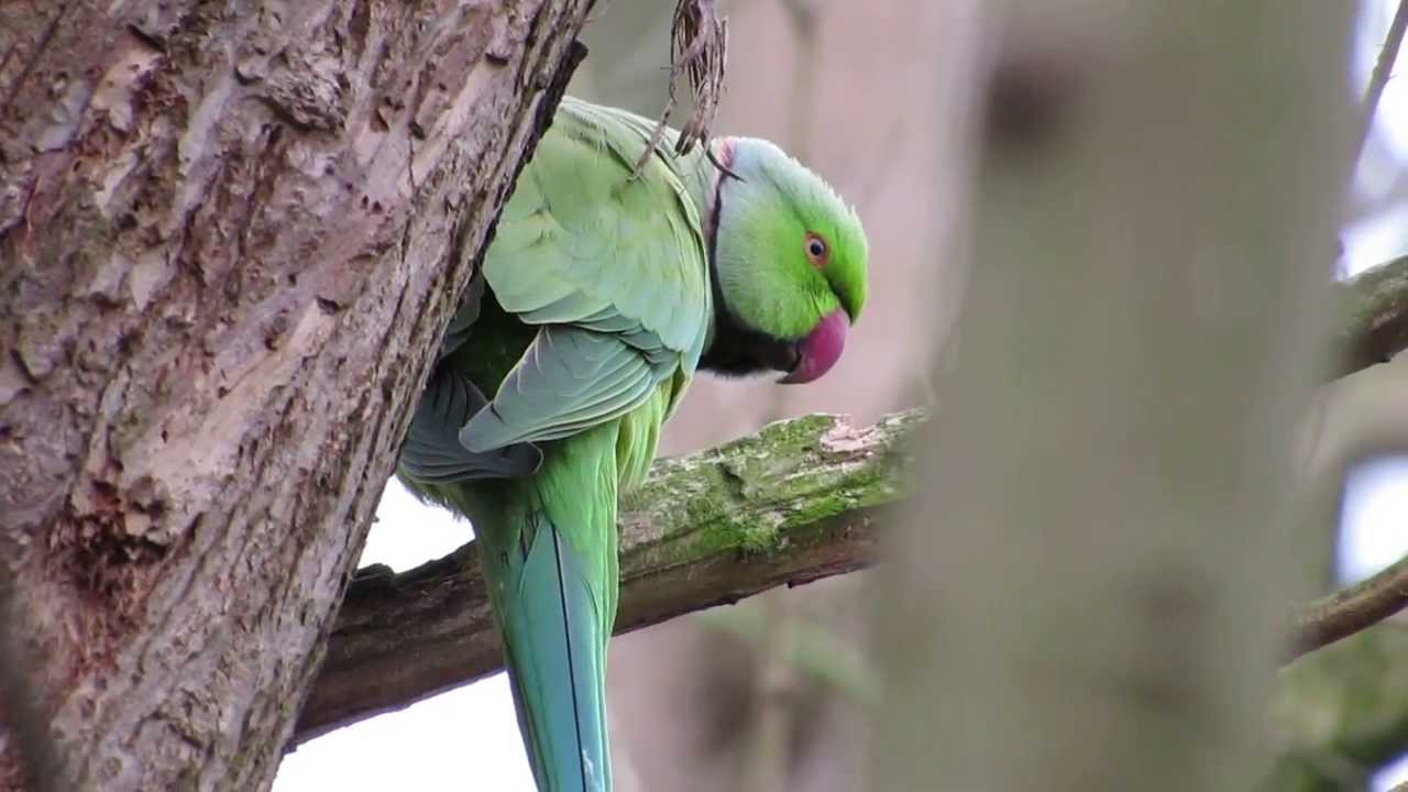 The mysterious tale of the parrots of South Manchester - Proper Manchester