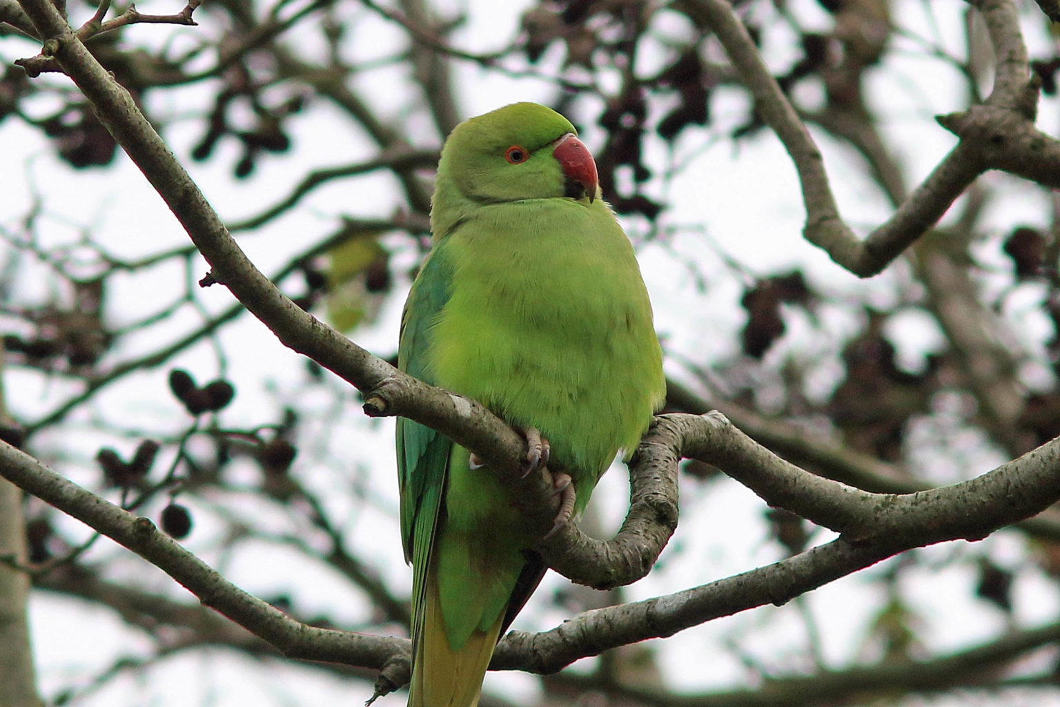 The mysterious tale of the parrots of South Manchester - Proper Manchester
