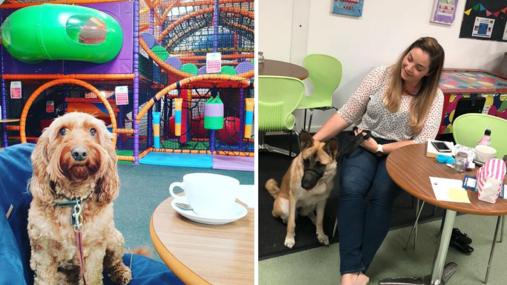 Soft play centre has officially opened its doors to dogs - Proper ...