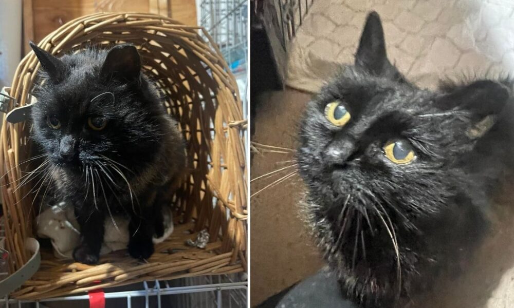 Missing cat reunited with her family nine years after going missing