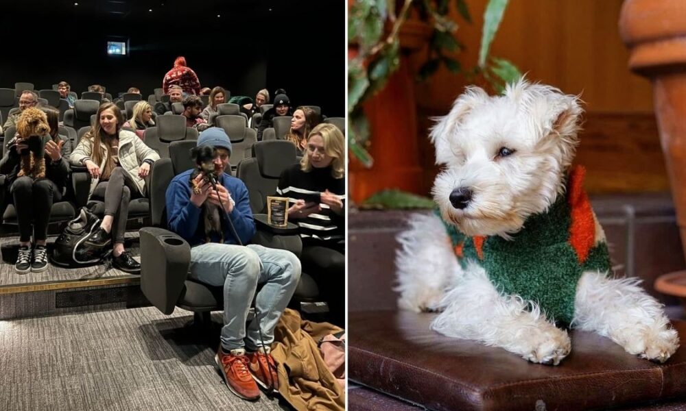 The world's first dog cinema with 'pawpcorn' has opened in Manchester