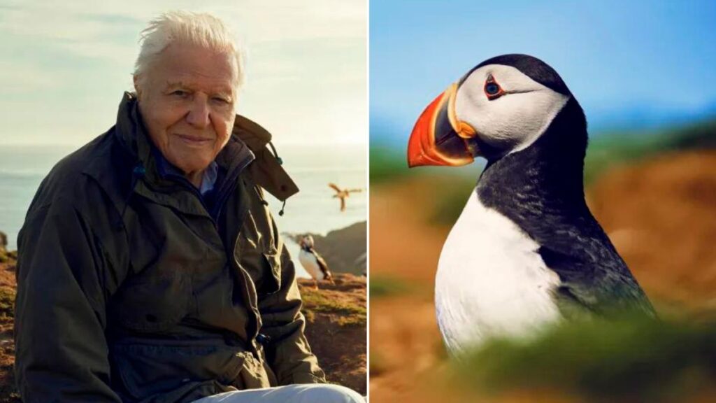 Sir David Attenborough to present major new BBC wildlife series