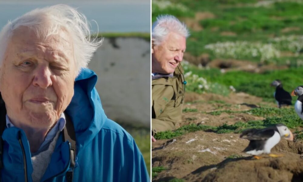 David Attenborough back with new landmark series Wild Isles