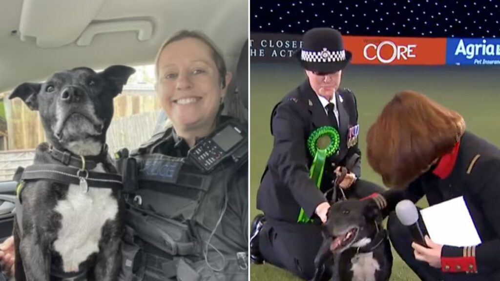 Retired police dog wins hero award at Crufts international show