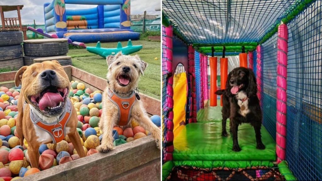 Doggy soft play area set for 'bigger and better' reopening