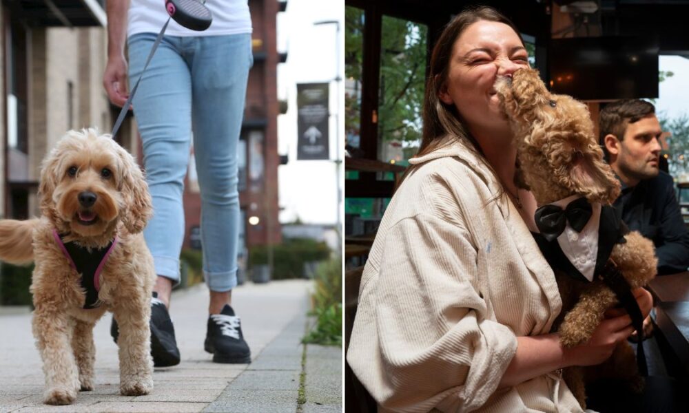This Manchester neighbourhood offers pet friendly living