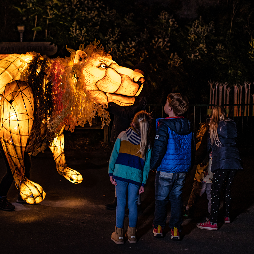 Chester Zoo announces ‘biggest and brightest’ Christmas light trail