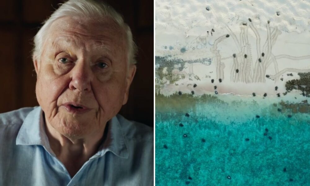 David Attenborough returns to TV screens for Planet Earth III