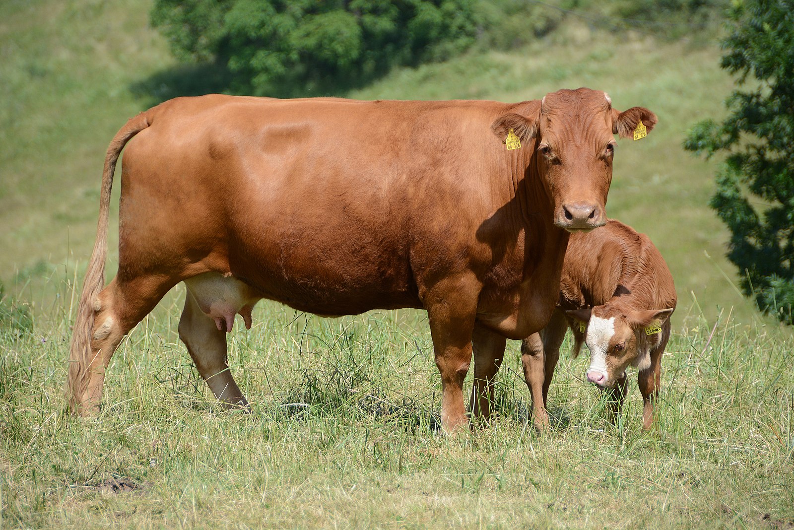Number of Americans think chocolate milk comes from brown cows